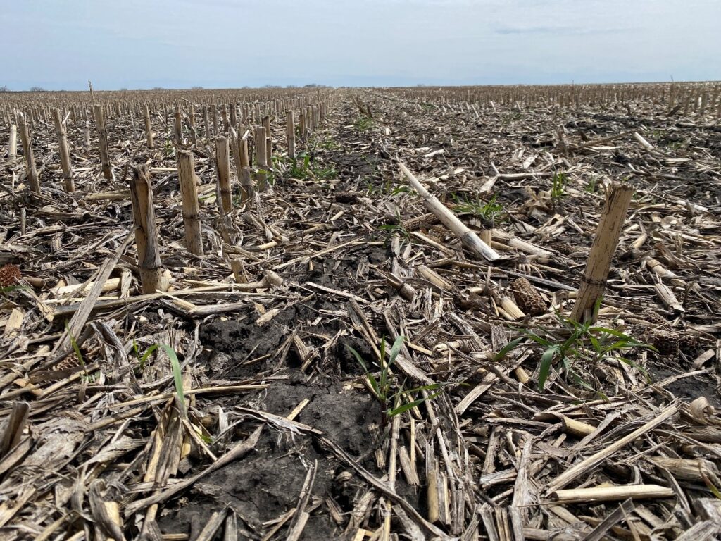 Cover Crops and Strip Tillage had no Effect on Yield in Production ...